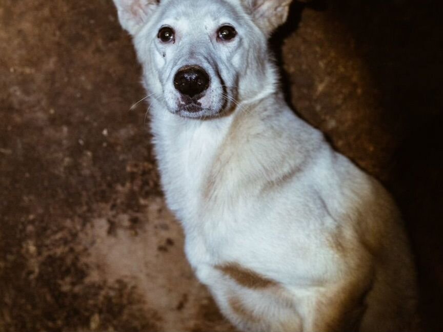 Собака в добрые руки