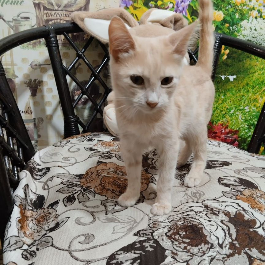 Котенок мальчик в добрые руки