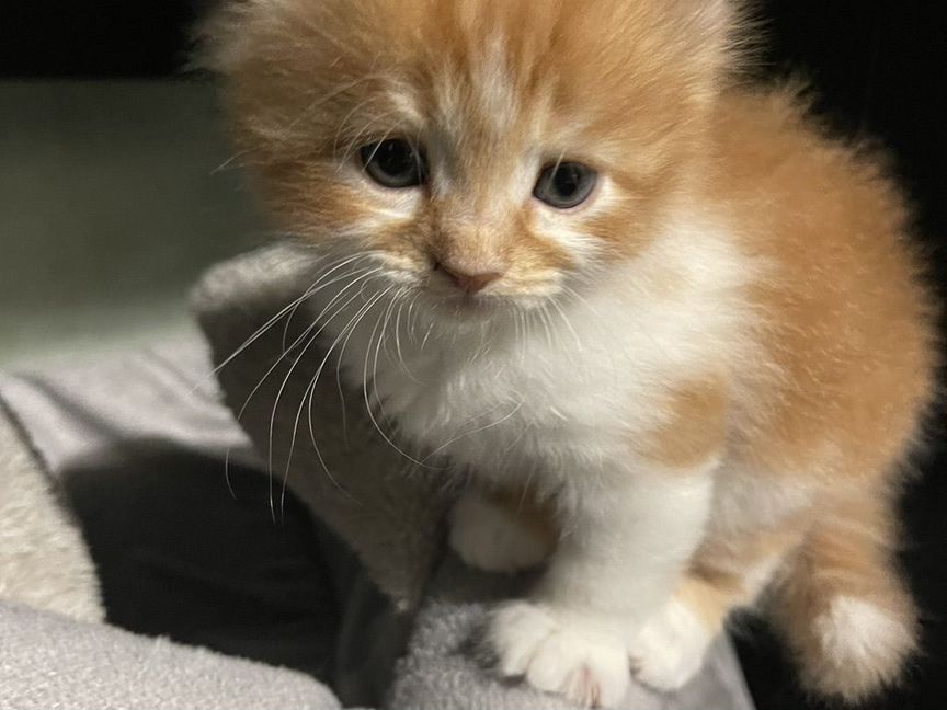 Котята от домашней кошки