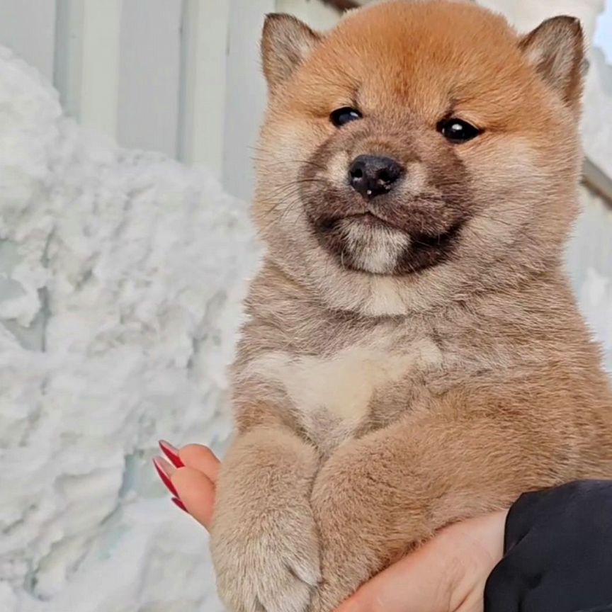 Сиба-ину, щенок