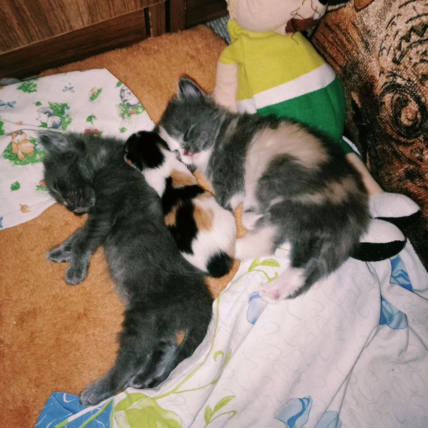 Кошки в добрые руки бесплатно
