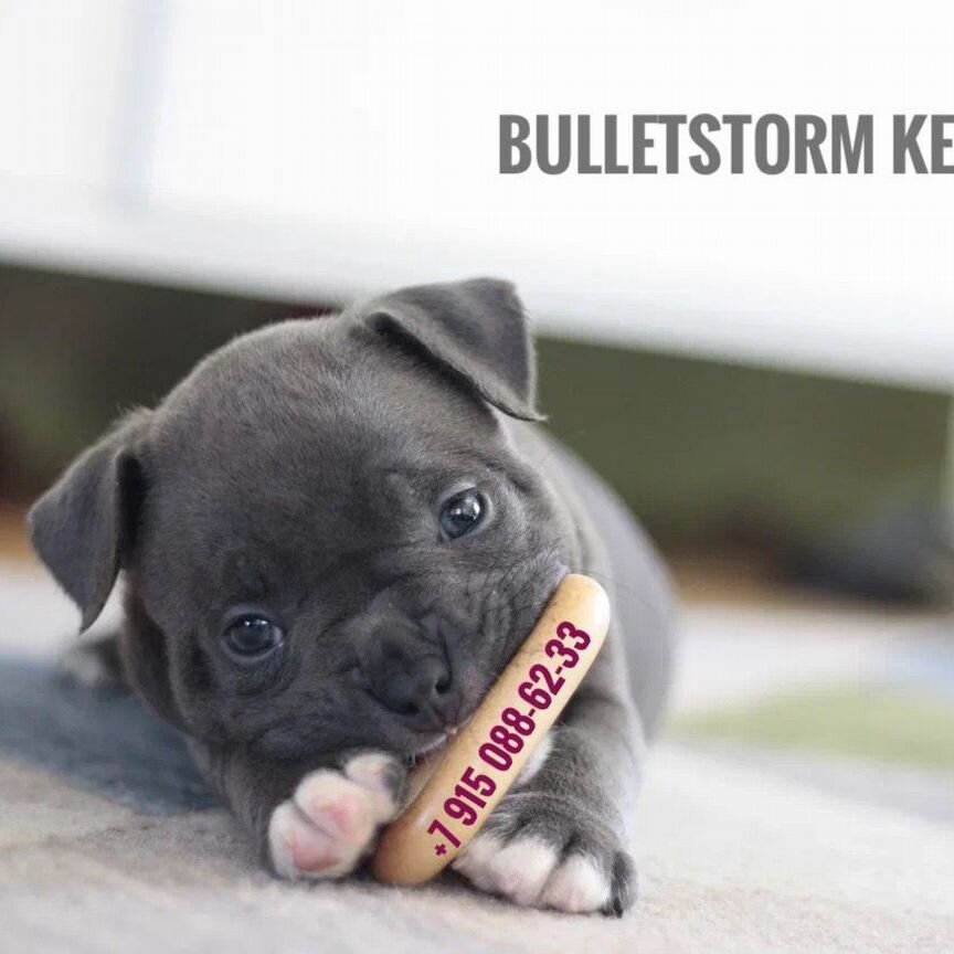 Американский булли, мальчик