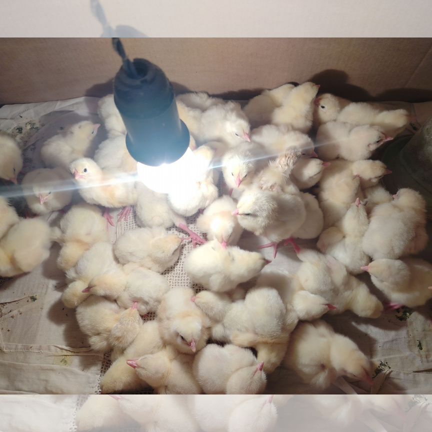 Цыплята бройлеры суточные кобб 500