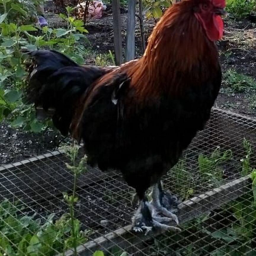 Куры и петухи домашние