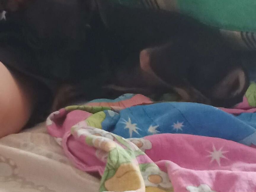 Продам шенка