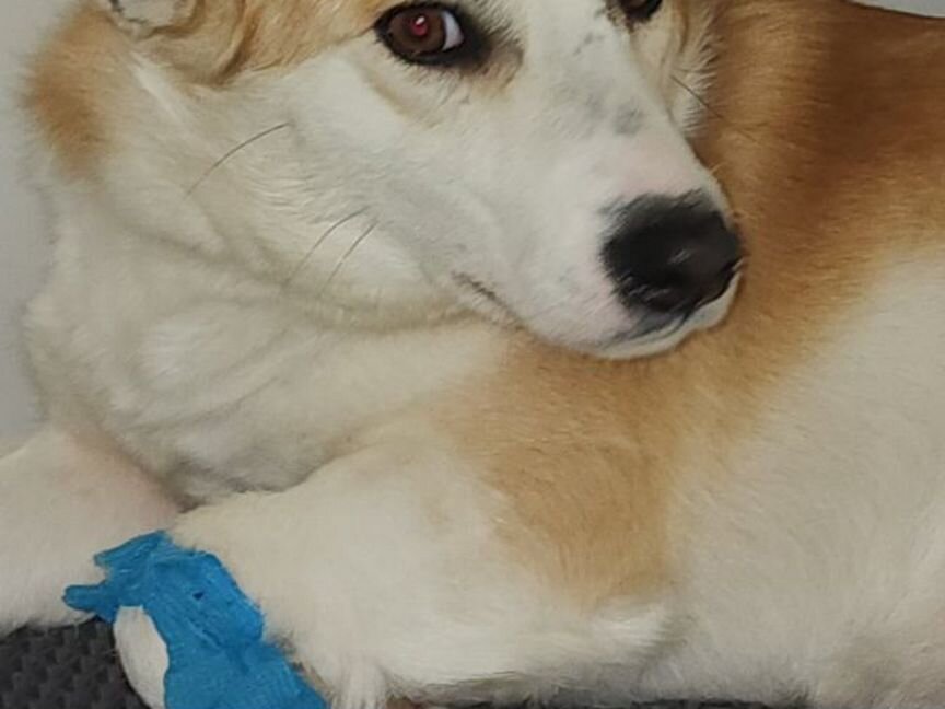 Лорду нужна передержка/дом