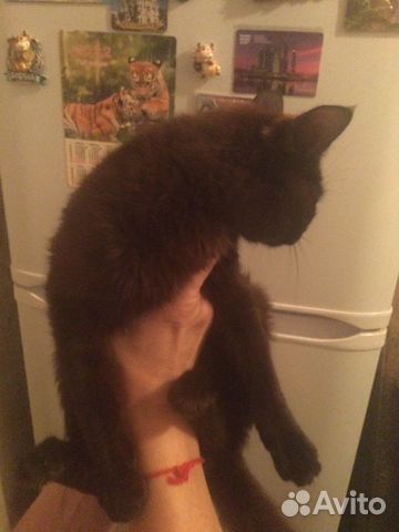 Кот