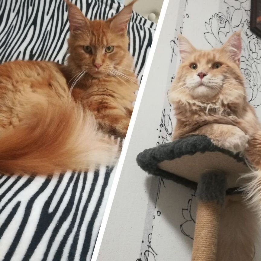 Котята мейн-кун