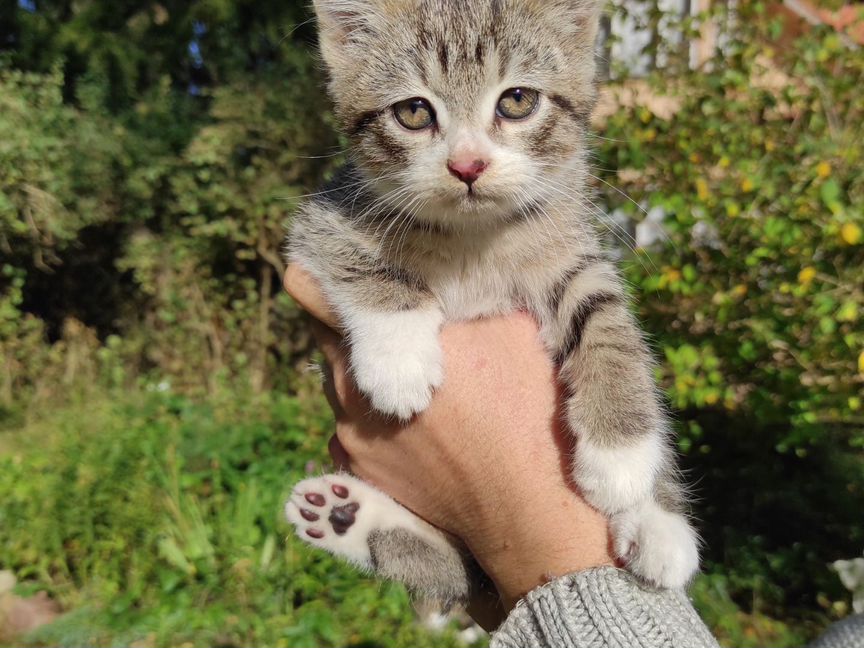 Котенок