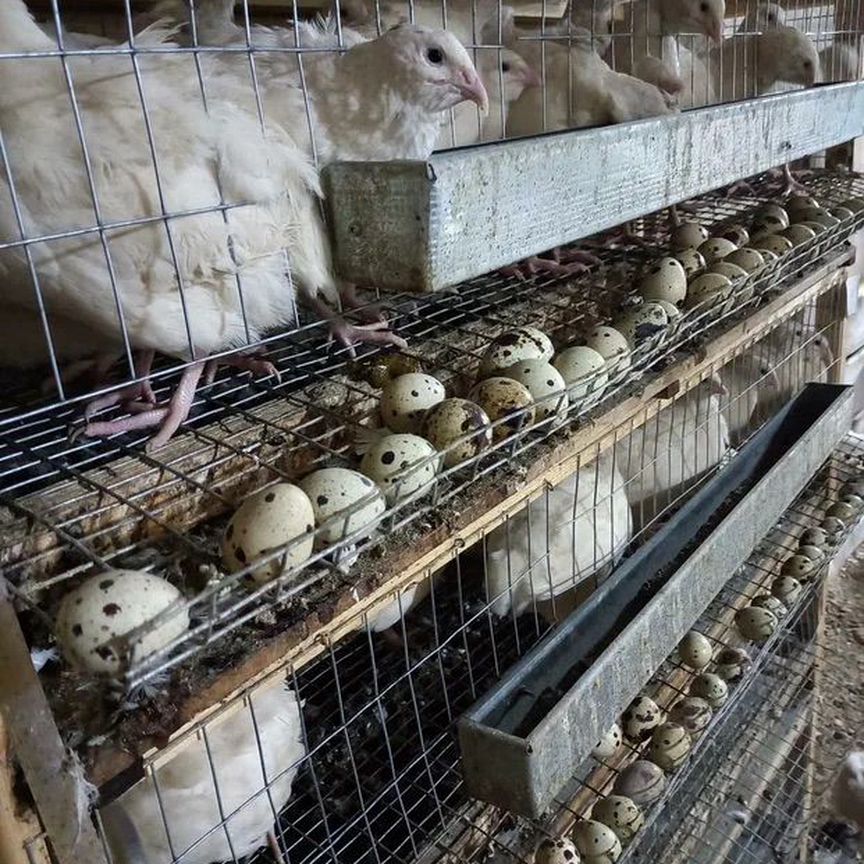 Перепела месячные