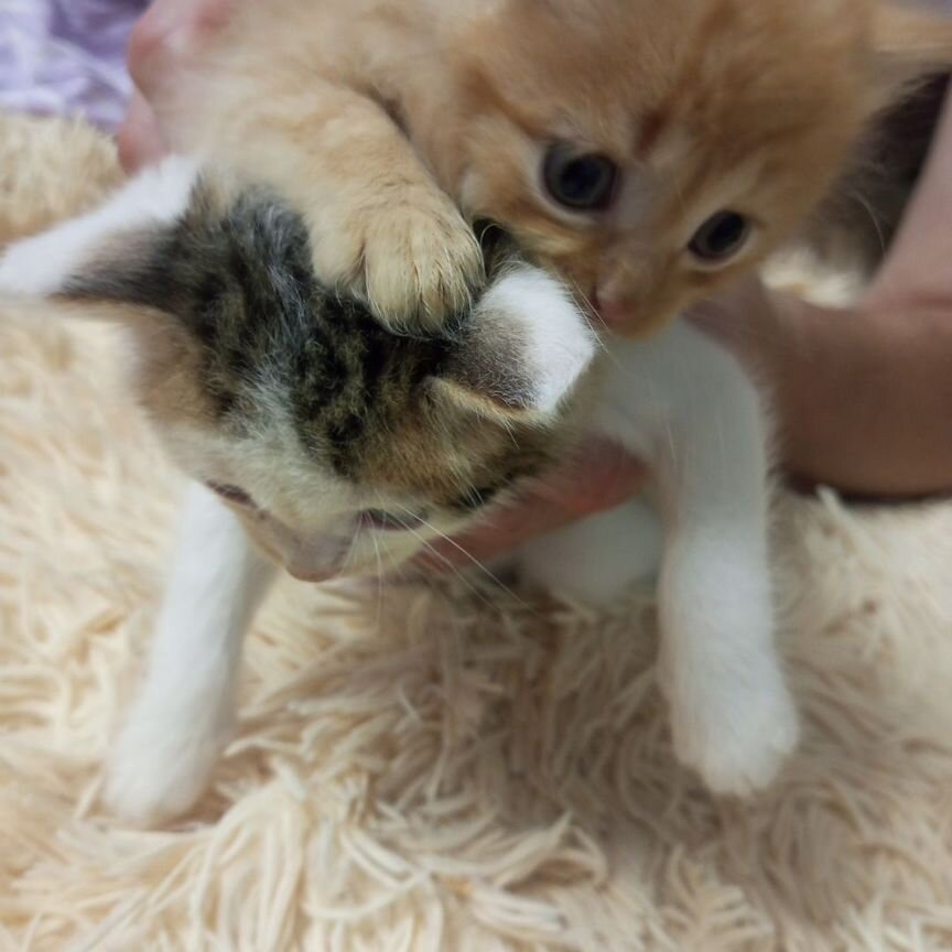 Котята в добрые руки бесплатно мальчики