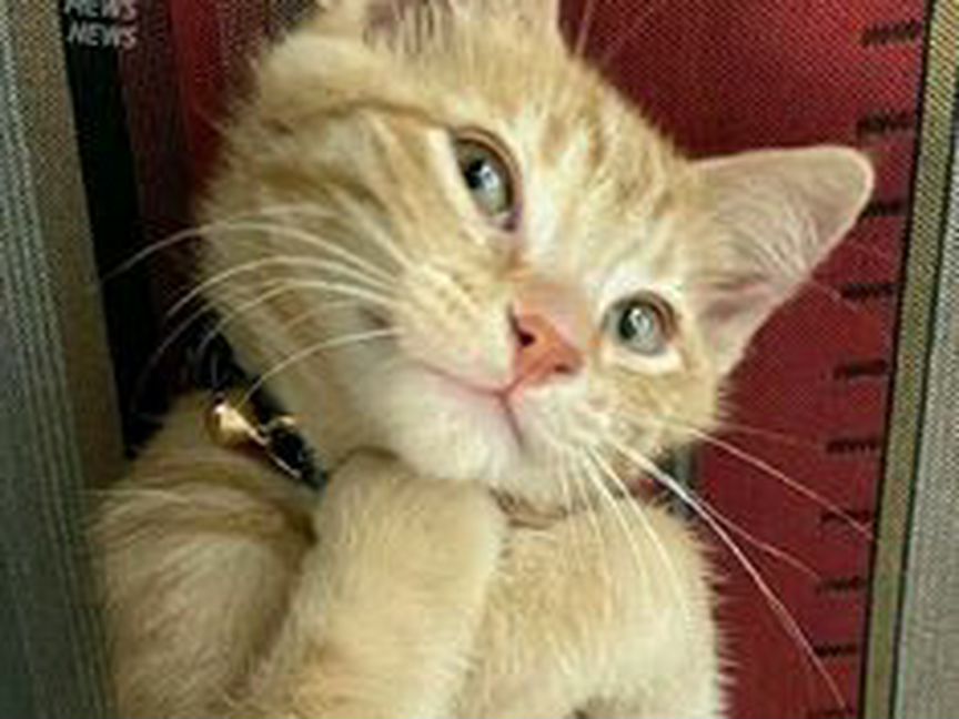 Рыжый и очень шустрый метис Мэйн Куна и Британца