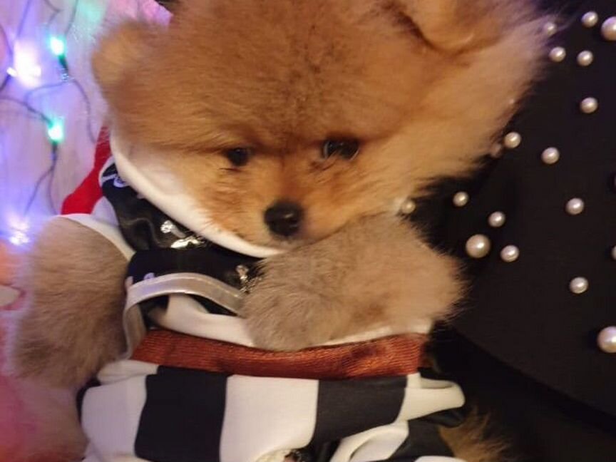 Костюм для собаки