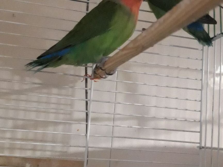 Попугай маска