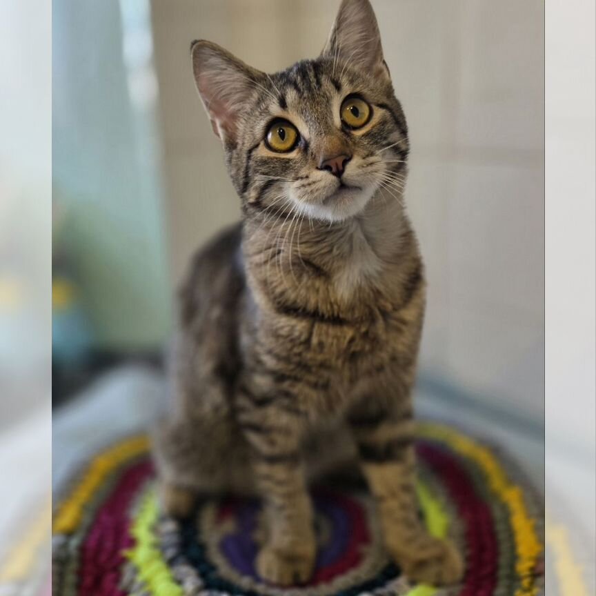 Котёнок в добрые руки