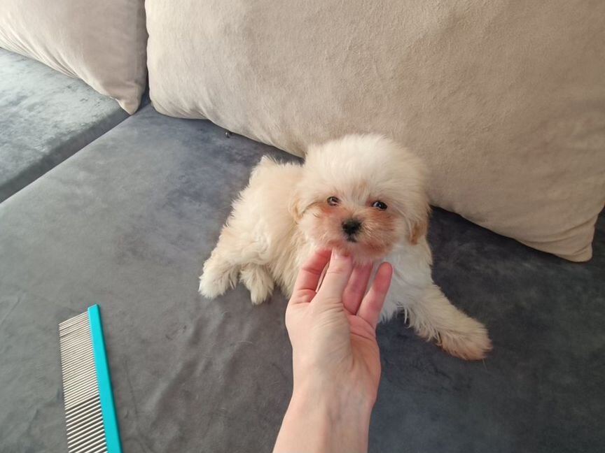 Мальтипу F1 девочка Пуговка