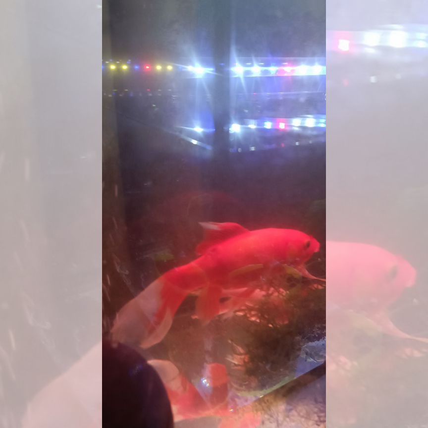 Золотая рыбка в добрые руки