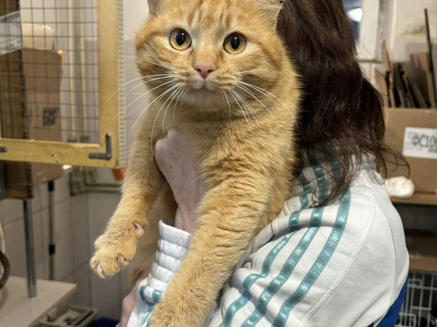 Рыжий кот улыбака