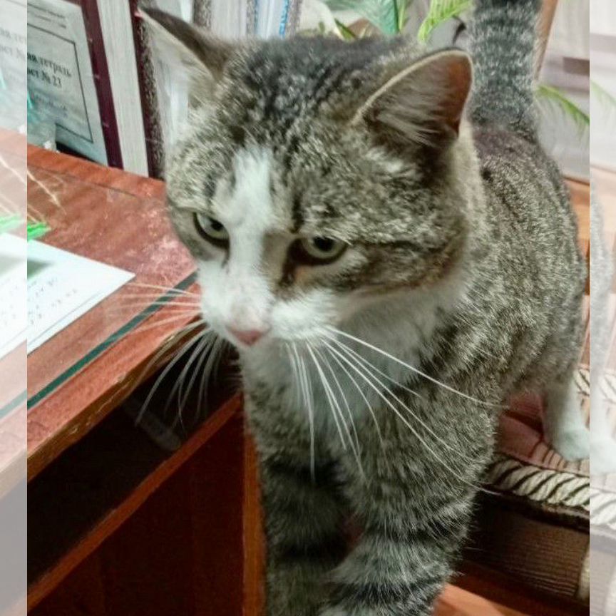 Взрослый кот в добрые руки