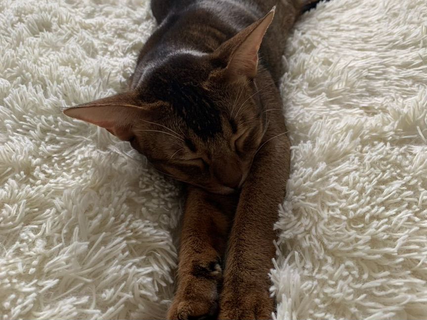 Абиссинская кошка в добрые руки