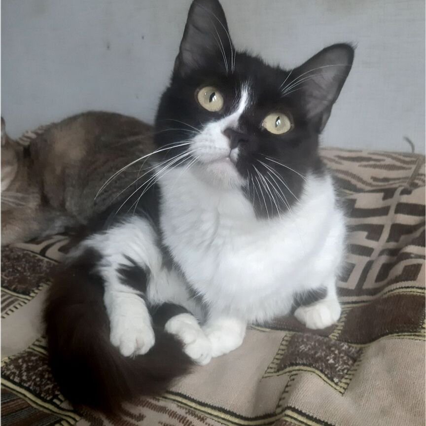 Манчкин котёнок