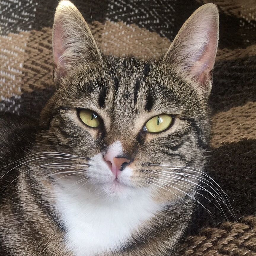 Кошка Сонечка