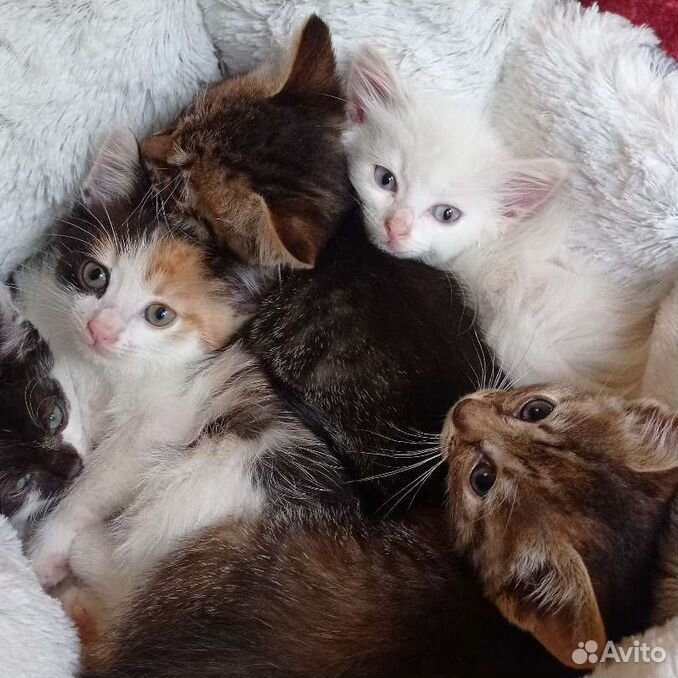 Малыши котятки ищут дом