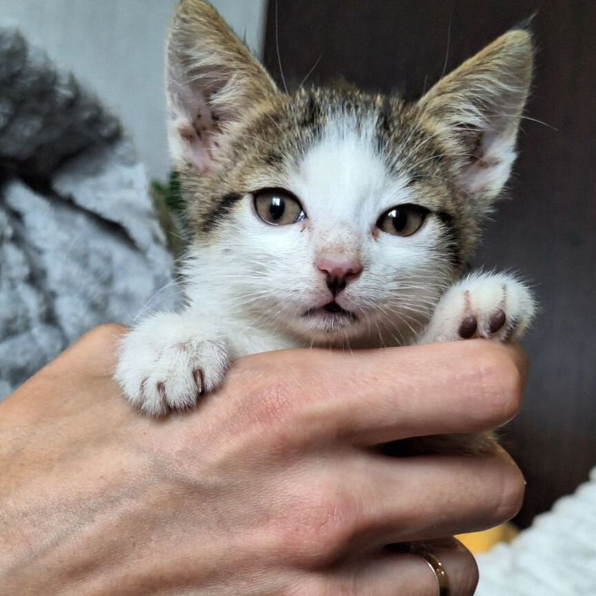 Котенок