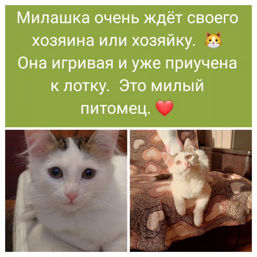В доброе руки. Бесплатно