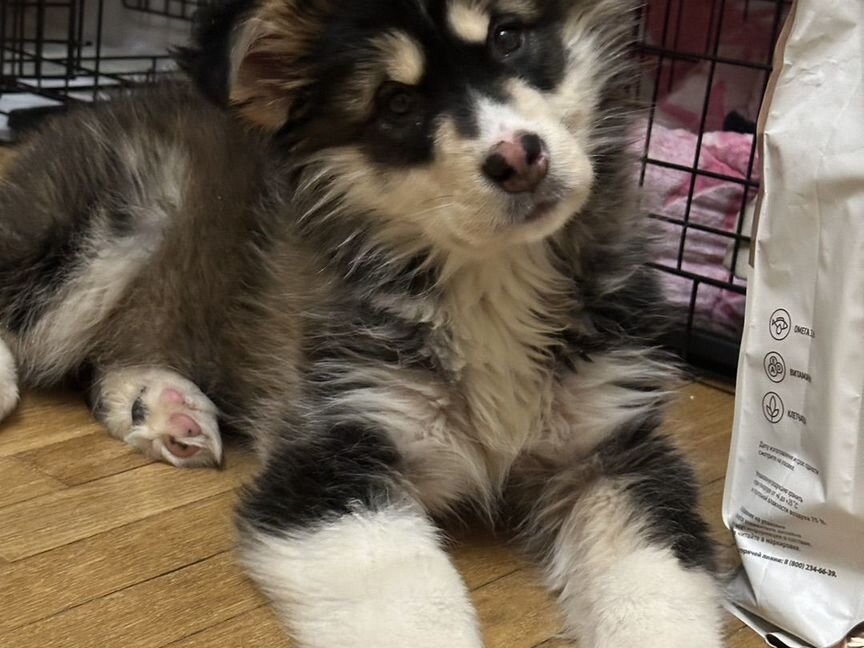 Нала ищет дом