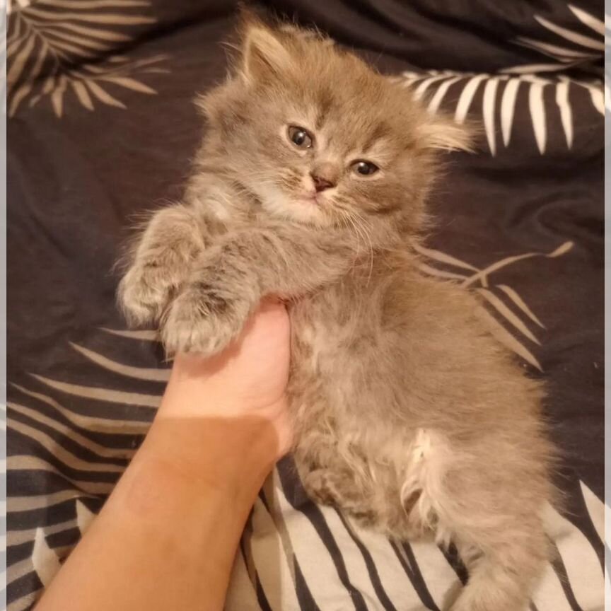 Шотландский вислоухий длинношёрстный котёнок