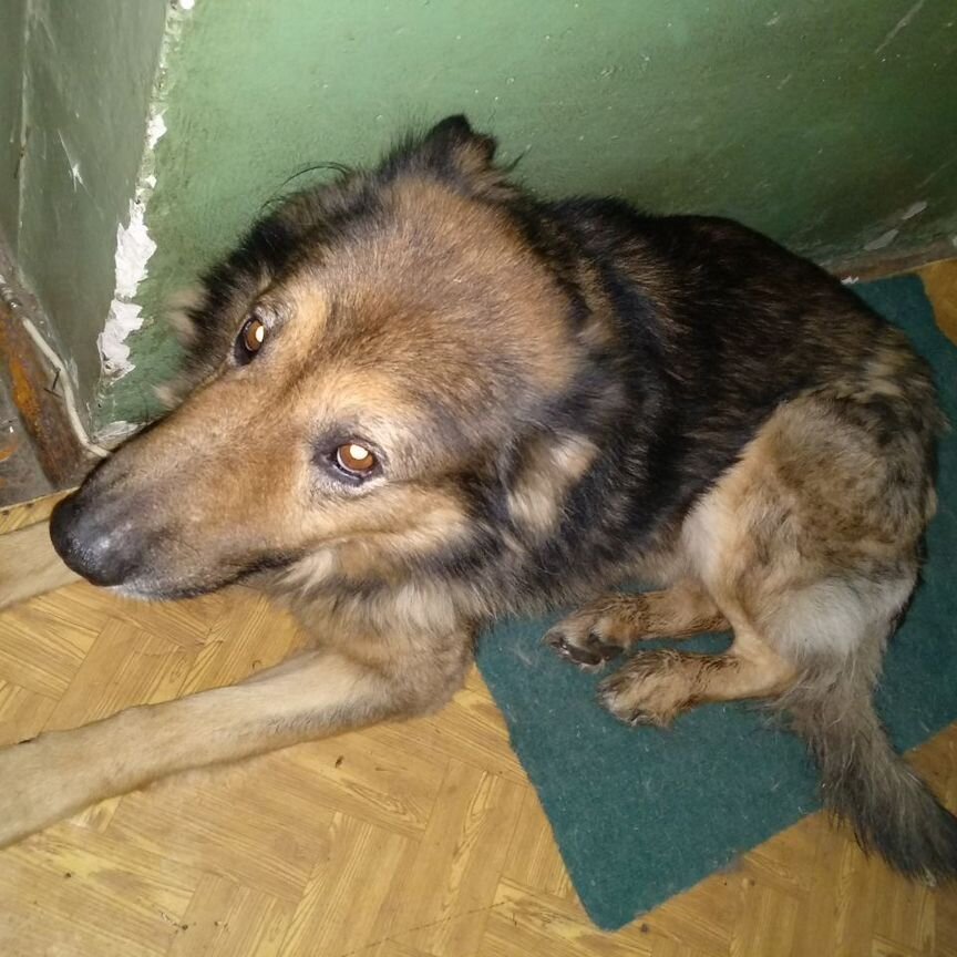 Собака (кобель), примерный возраст 5 лет