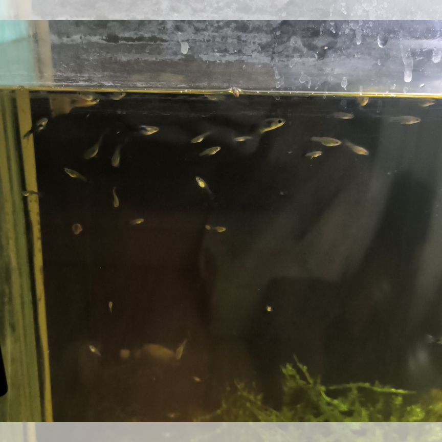 Аквариумные рыбки гуппи