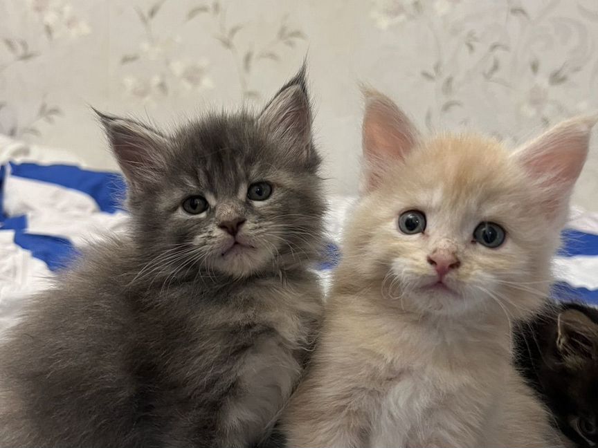 Котята мейн-кун