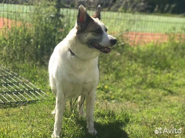 Собака ищет дом