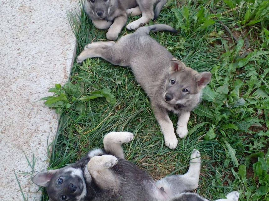 Щенки шведской лосиной лайки (ямтхунд)