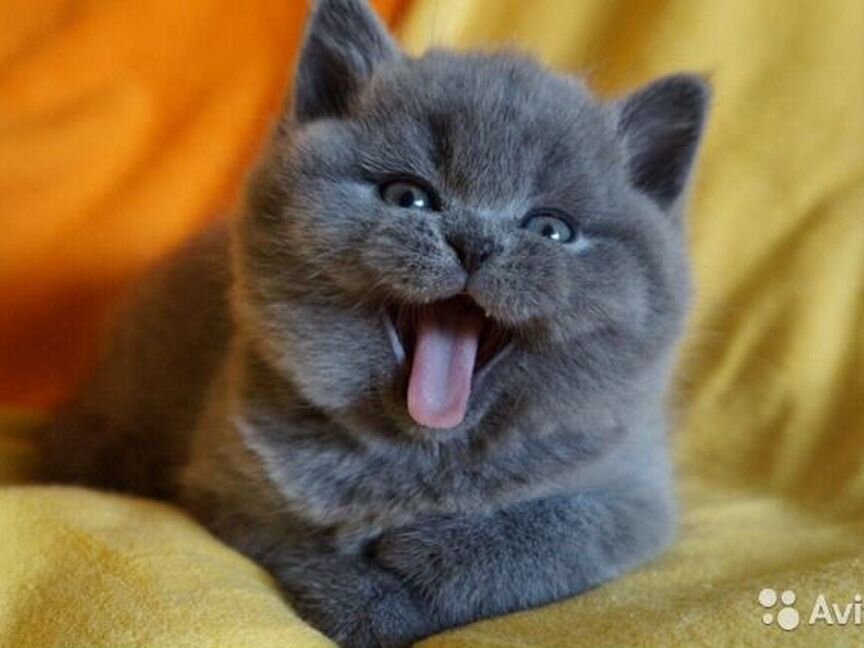 Британские котята