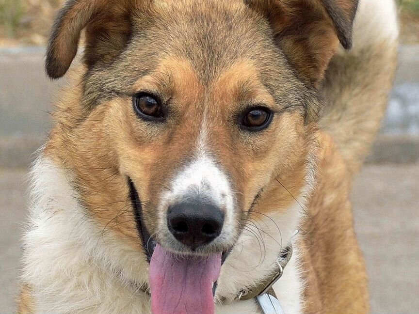 Мия ищет дом