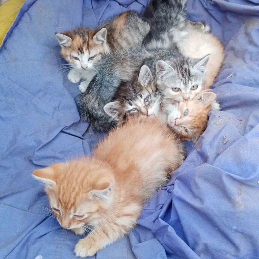 Котёнок в добрые руки