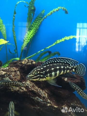 Юлидохромис марлиера