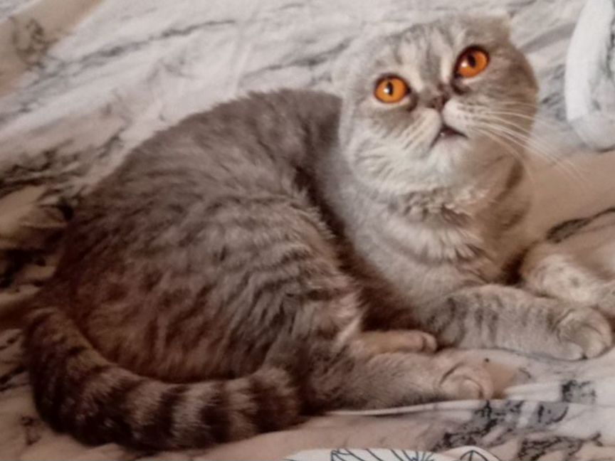 Шотландская вислоухая кошка в добрые руки