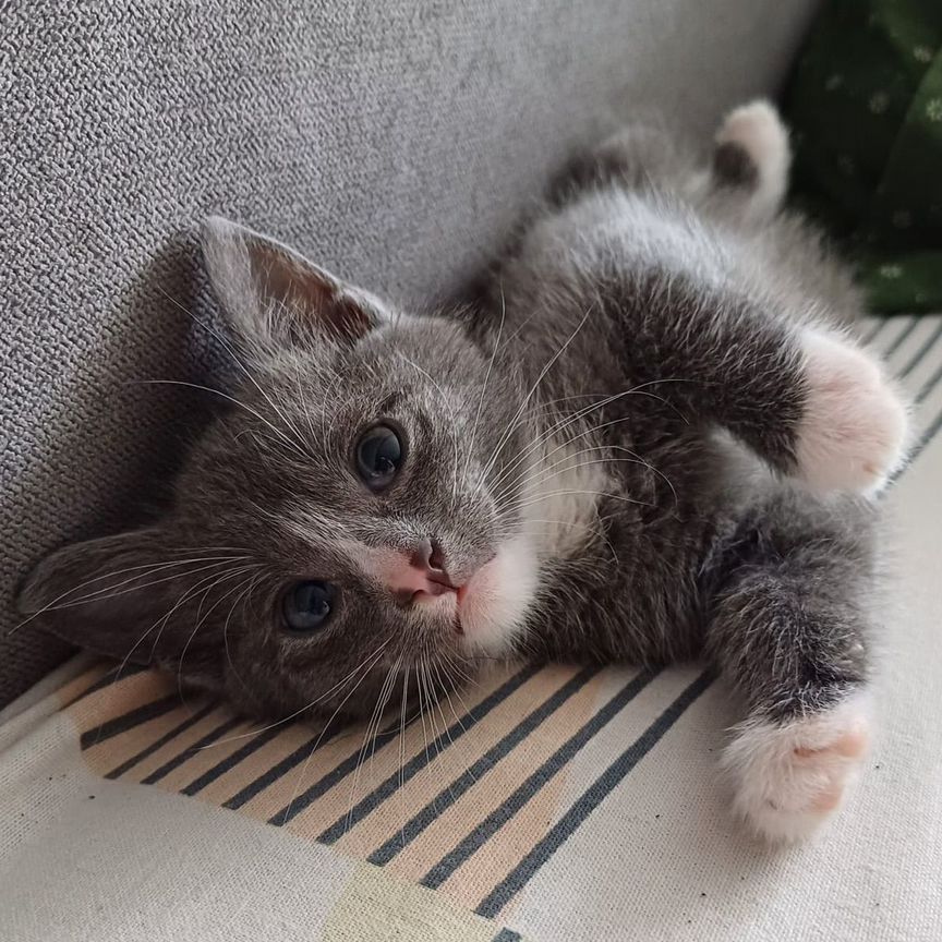 Котенок мальчик