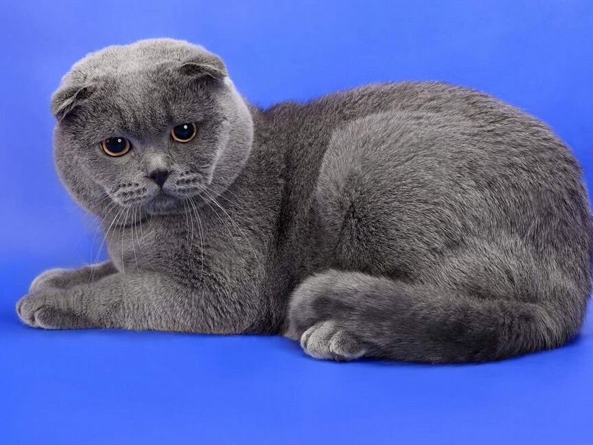 Отдам в самые добрые и заботливые руки кота 7 лет