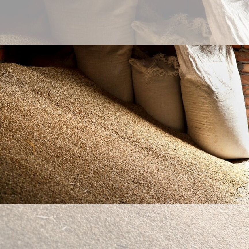 Зерно пшеница фуражная урожай 2025 г