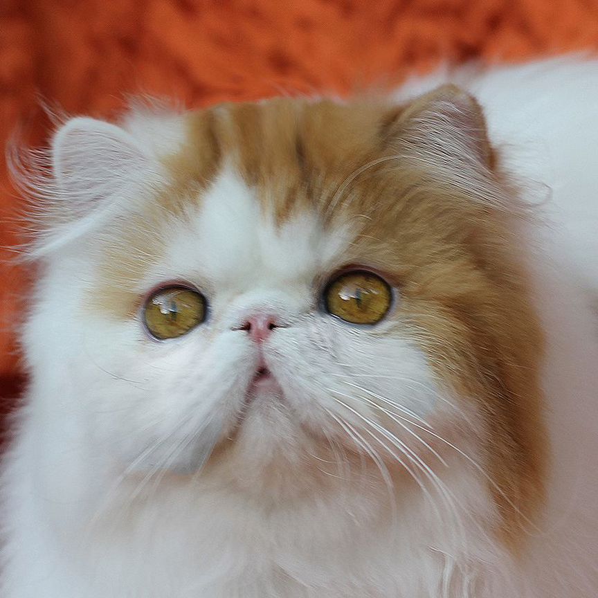 Персидская кошечка