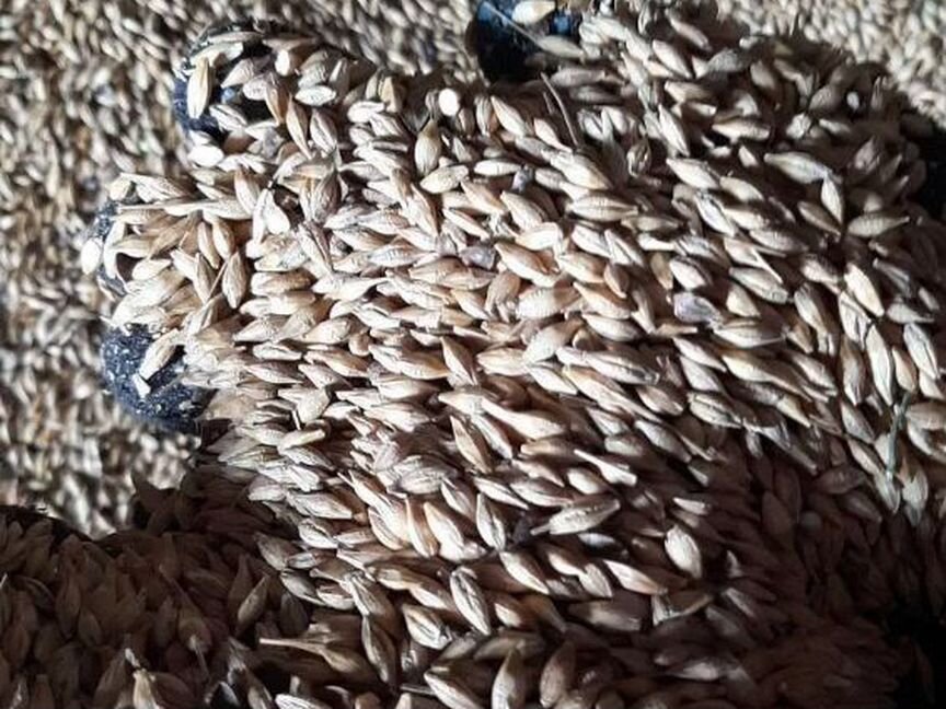 Соя, Соя на корм