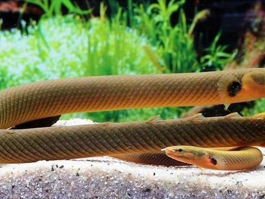 Каламоихт, рыба-змея