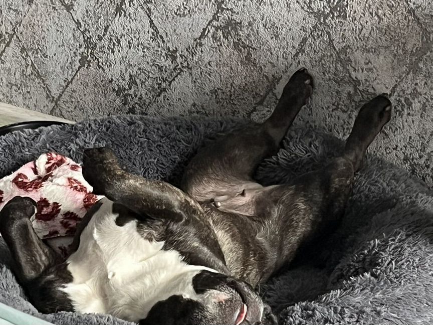 Франзуский бульдог