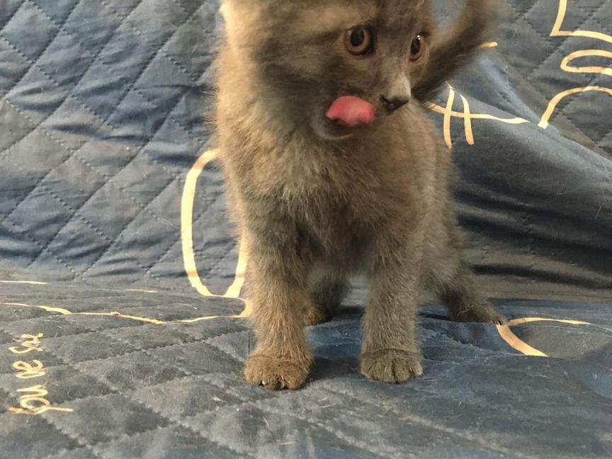 Котята бесплатно