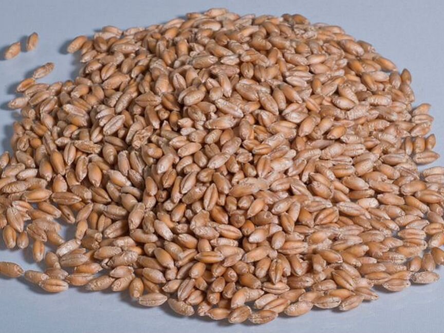 Продаю тритикале и пщеницу